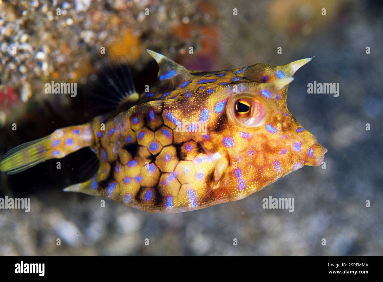 Thornback Cowfish, Lactoria fornasini, with horn-like projections, Nudi ...