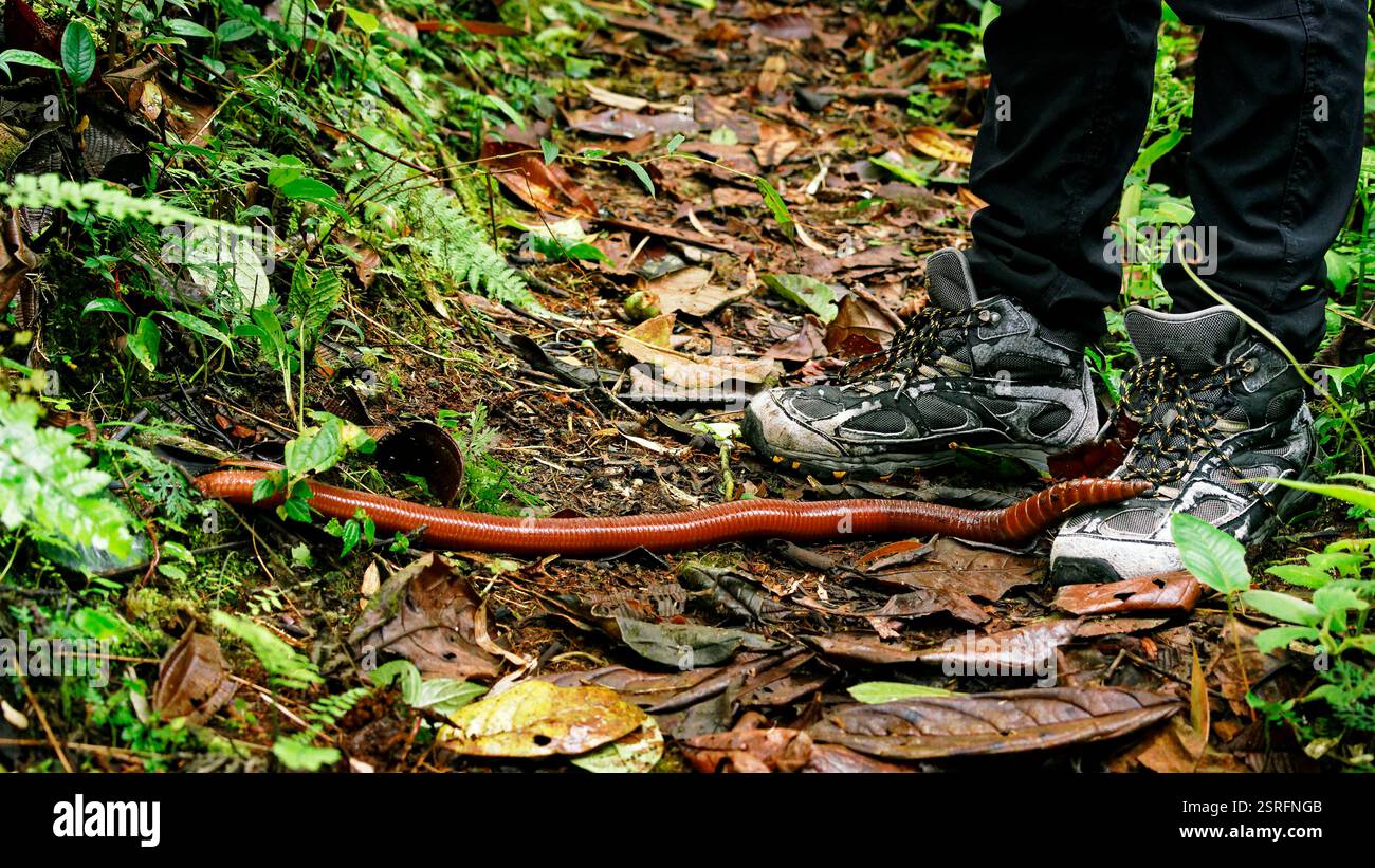 A giant earthworm crosses a walking track and glides over a person's ...