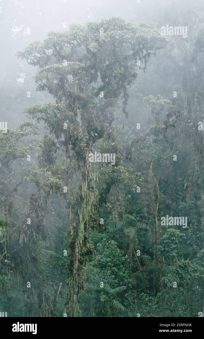 A typical scene in a cloud forest in Ecuador as clouds roll through ...