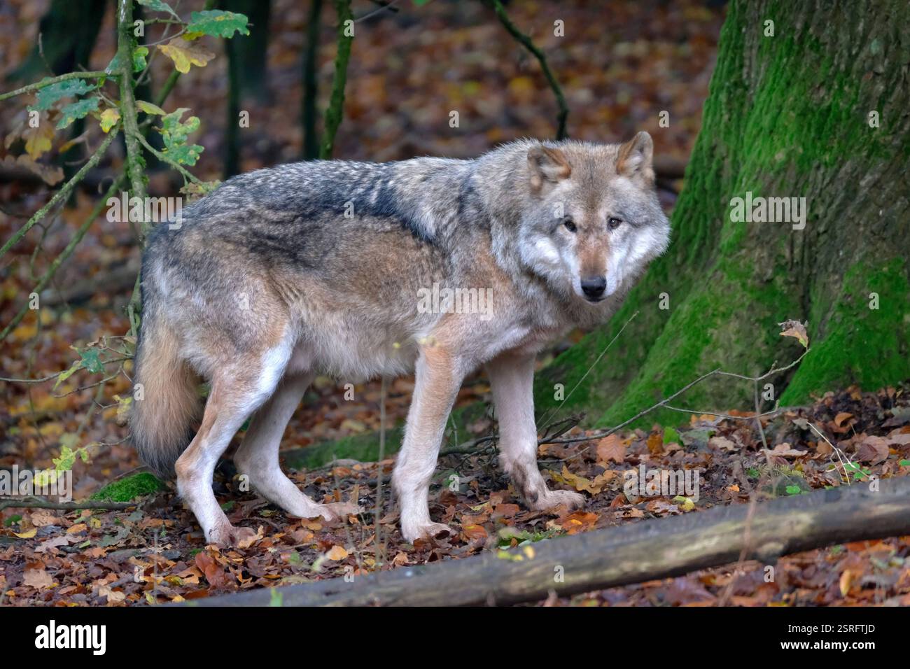Wolf-Europaeischer Grauwolf in Deutschland in Aktion. Wolf-Grauwolf ...