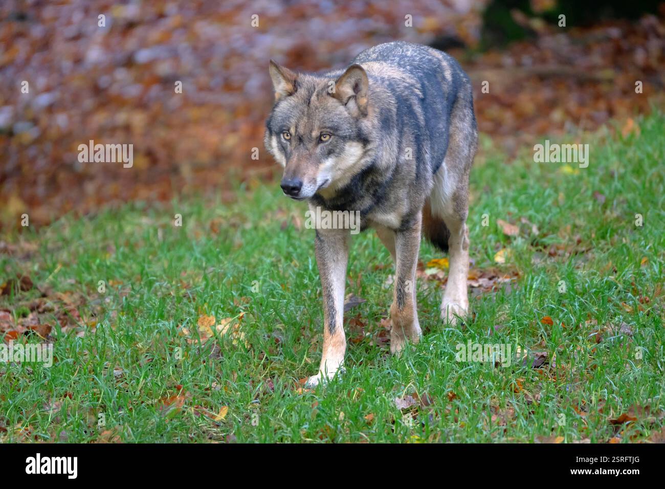 Wolf-Europaeischer Grauwolf in Deutschland in Aktion. Wolf-Grauwolf ...