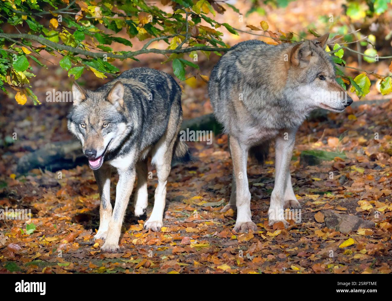 Wolf-Europaeischer Grauwolf in Deutschland in Aktion. Wolf-Grauwolf ...