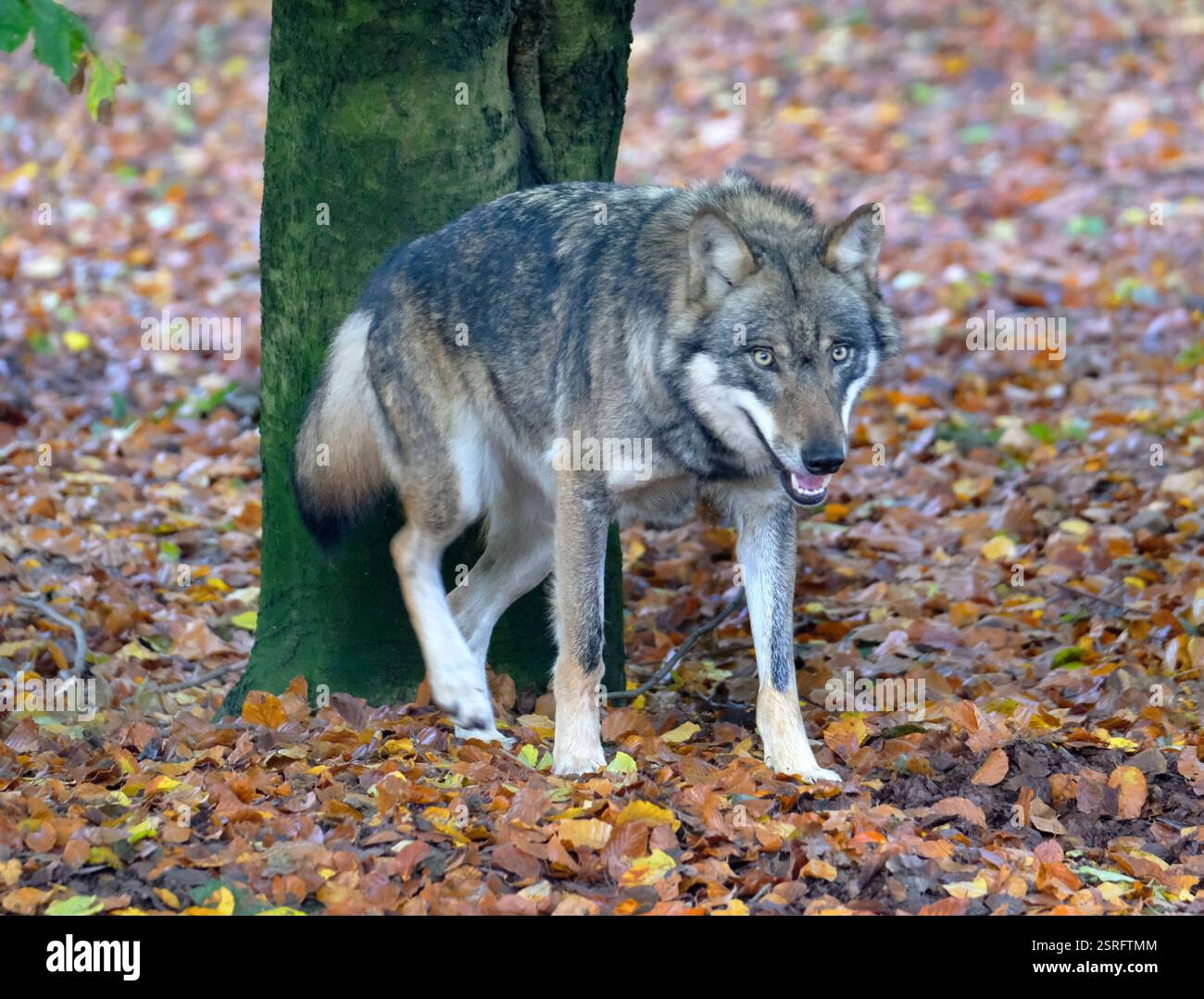 Wolf-Europaeischer Grauwolf in Deutschland in Aktion. Wolf-Grauwolf ...