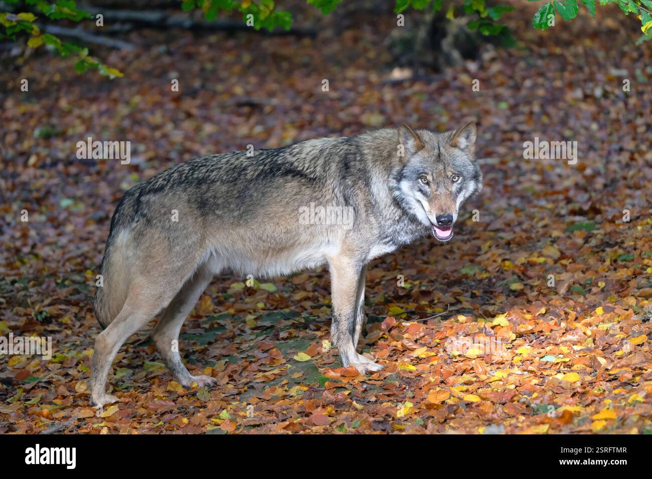 Wolf-Europaeischer Grauwolf in Deutschland in Aktion. Wolf-Grauwolf ...
