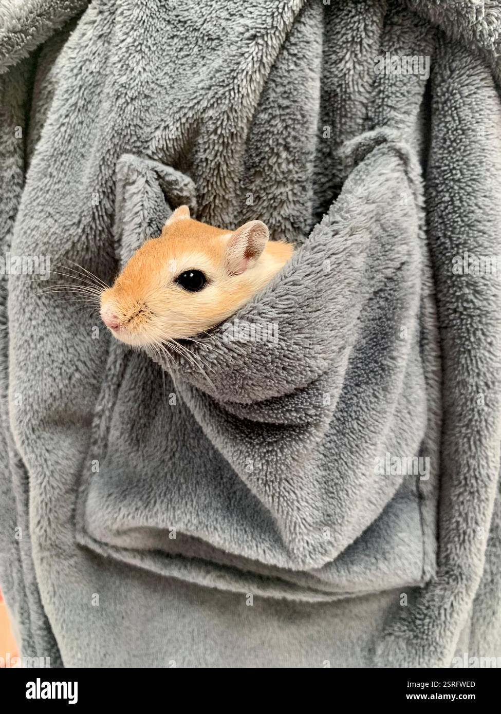 Pet gerbil poking head out of dressing gown pocket Stock Photo - Alamy