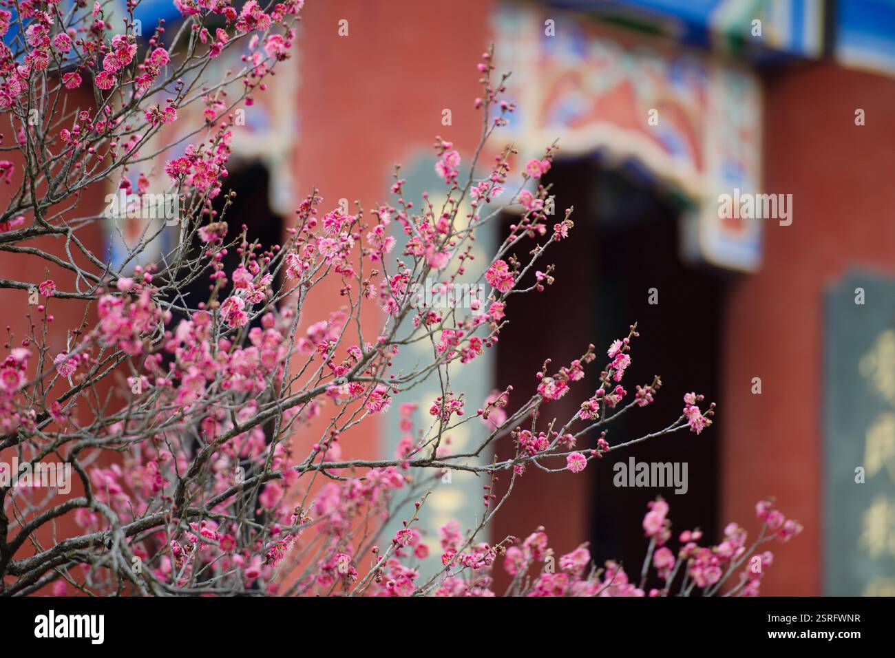 Nanjing, China. 16th Feb, 2025. Tourists view blooming plum blossoms at ...