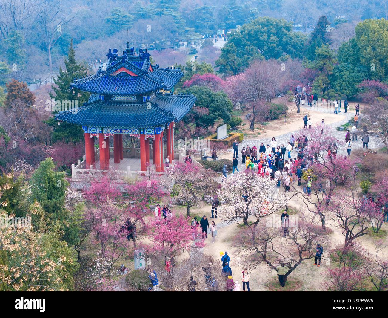 Nanjing, China. 16th Feb, 2025. Tourists view blooming plum blossoms at ...