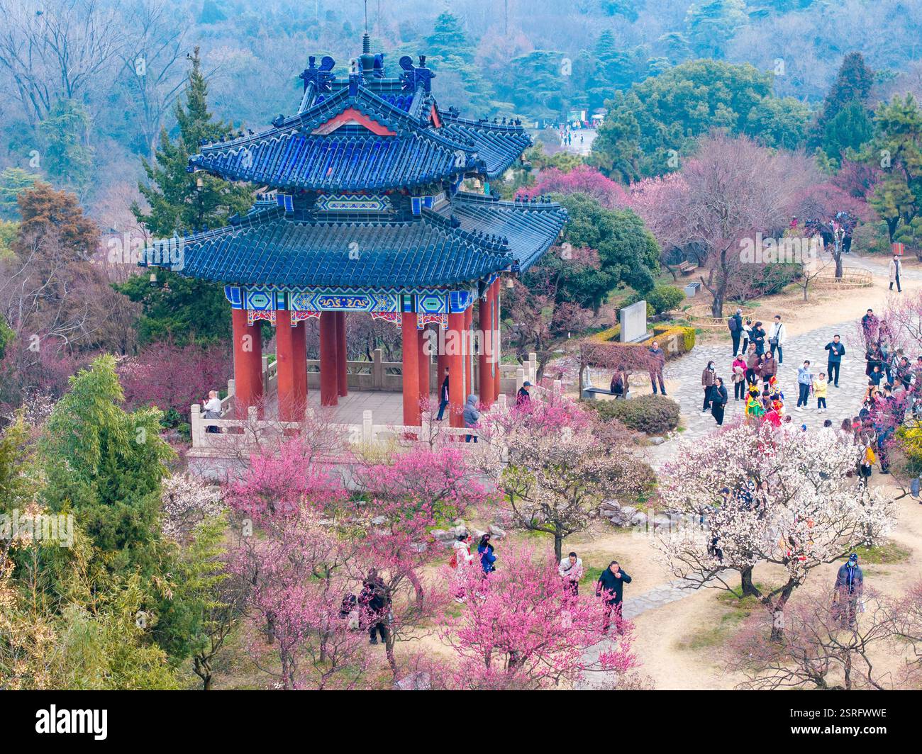Nanjing, China. 16th Feb, 2025. Tourists view blooming plum blossoms at ...