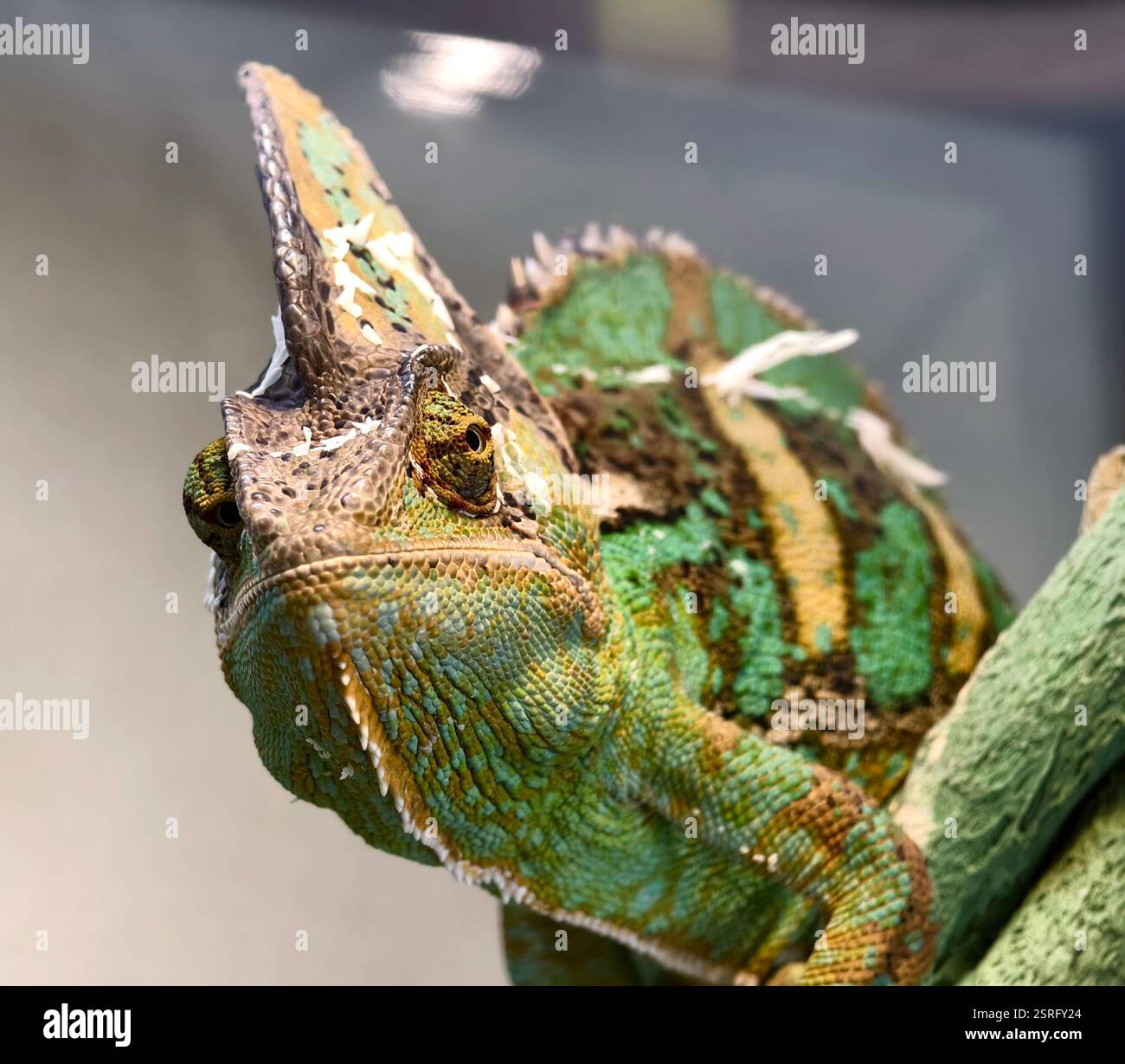 Prominent red eyes contrast hi-res stock photography and images - Alamy