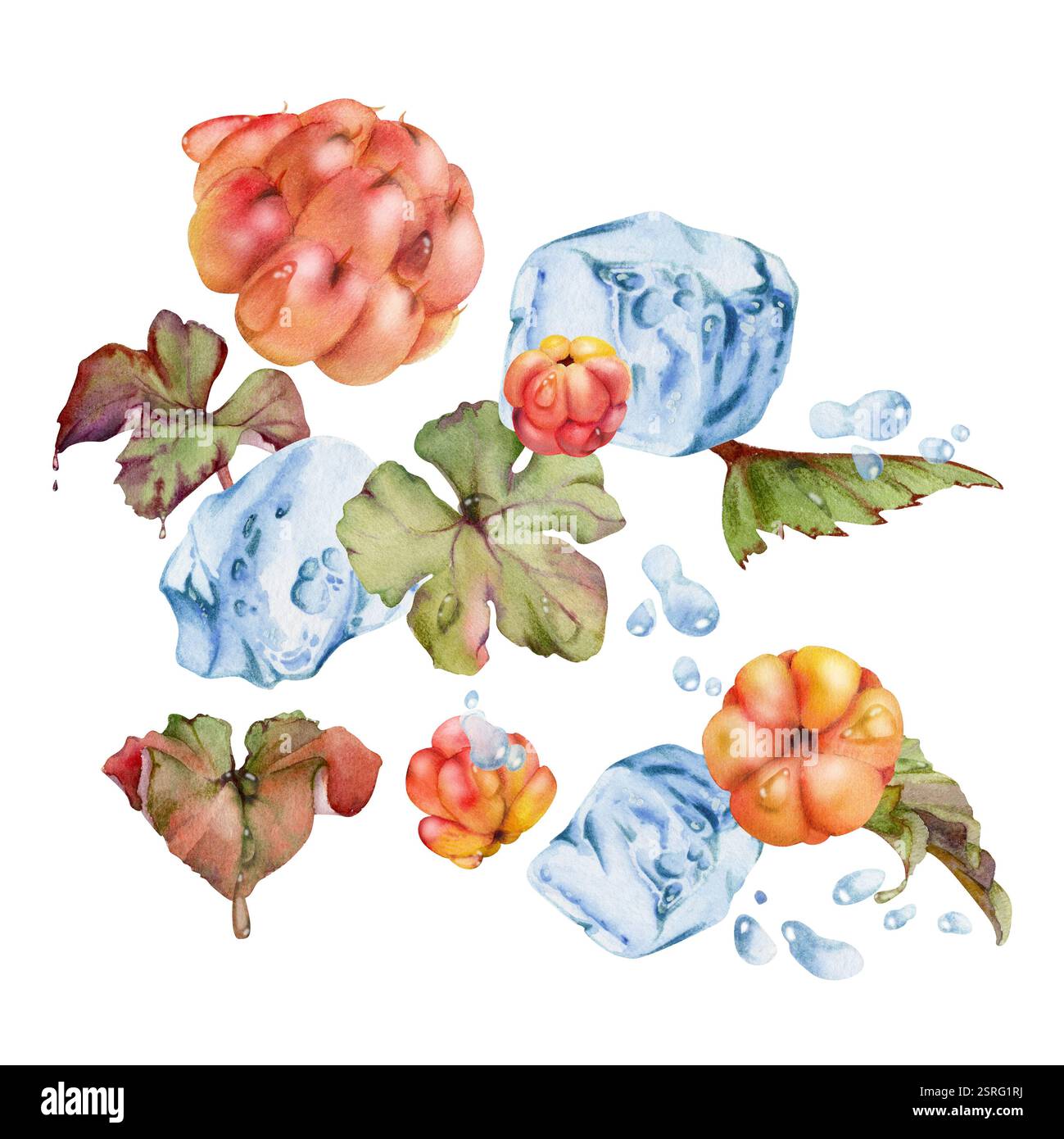 Cloudberry raspberry flying in water wave splash, ice cubes, green ...