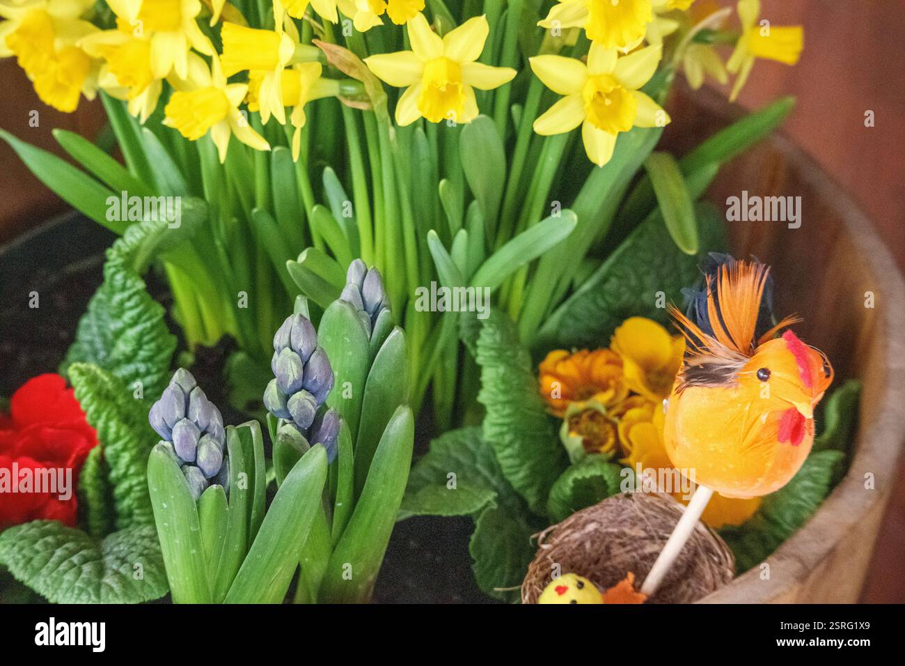 Daffodils and hyacinths hi-res stock photography and images - Alamy