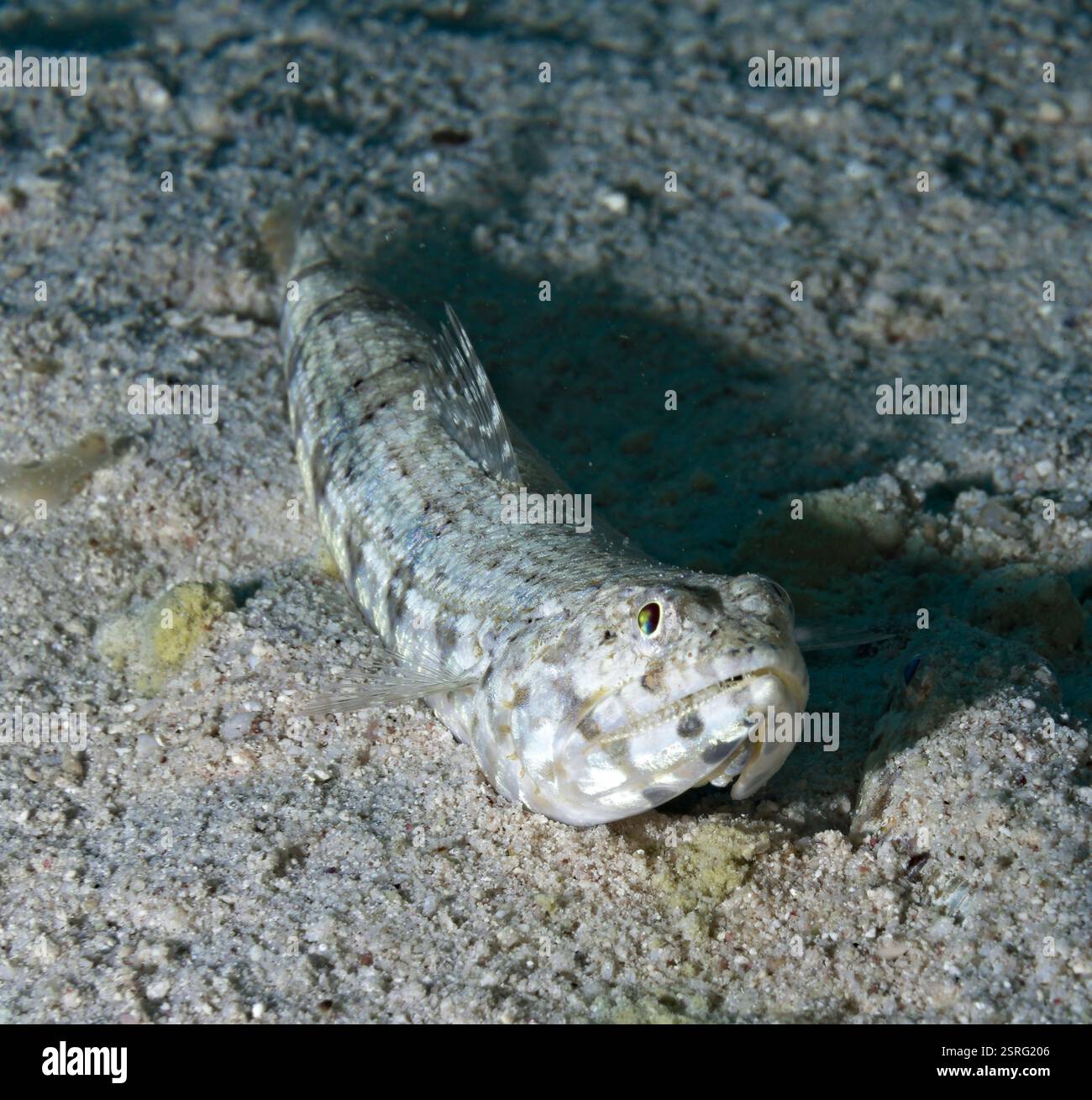 Sand dwelling predator hi-res stock photography and images - Alamy