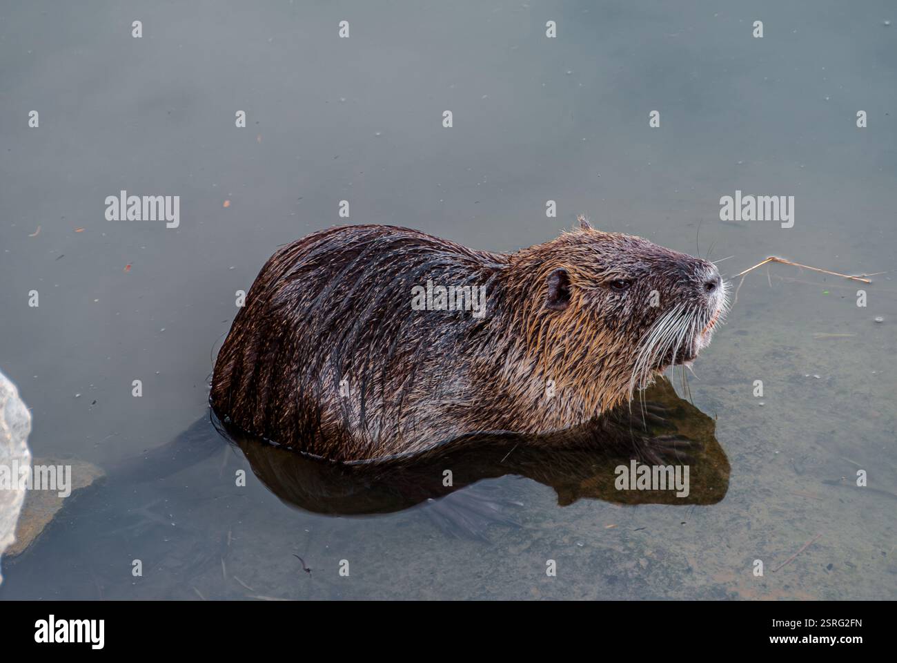 The nutria, also called swamp beaver or beaver, is a rodent mammal ...