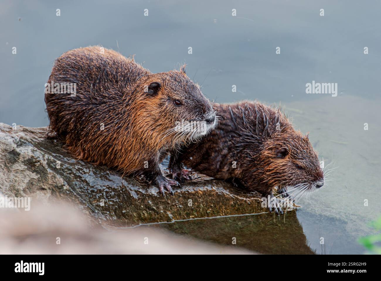 The nutria, also called swamp beaver or beaver, is a rodent mammal ...