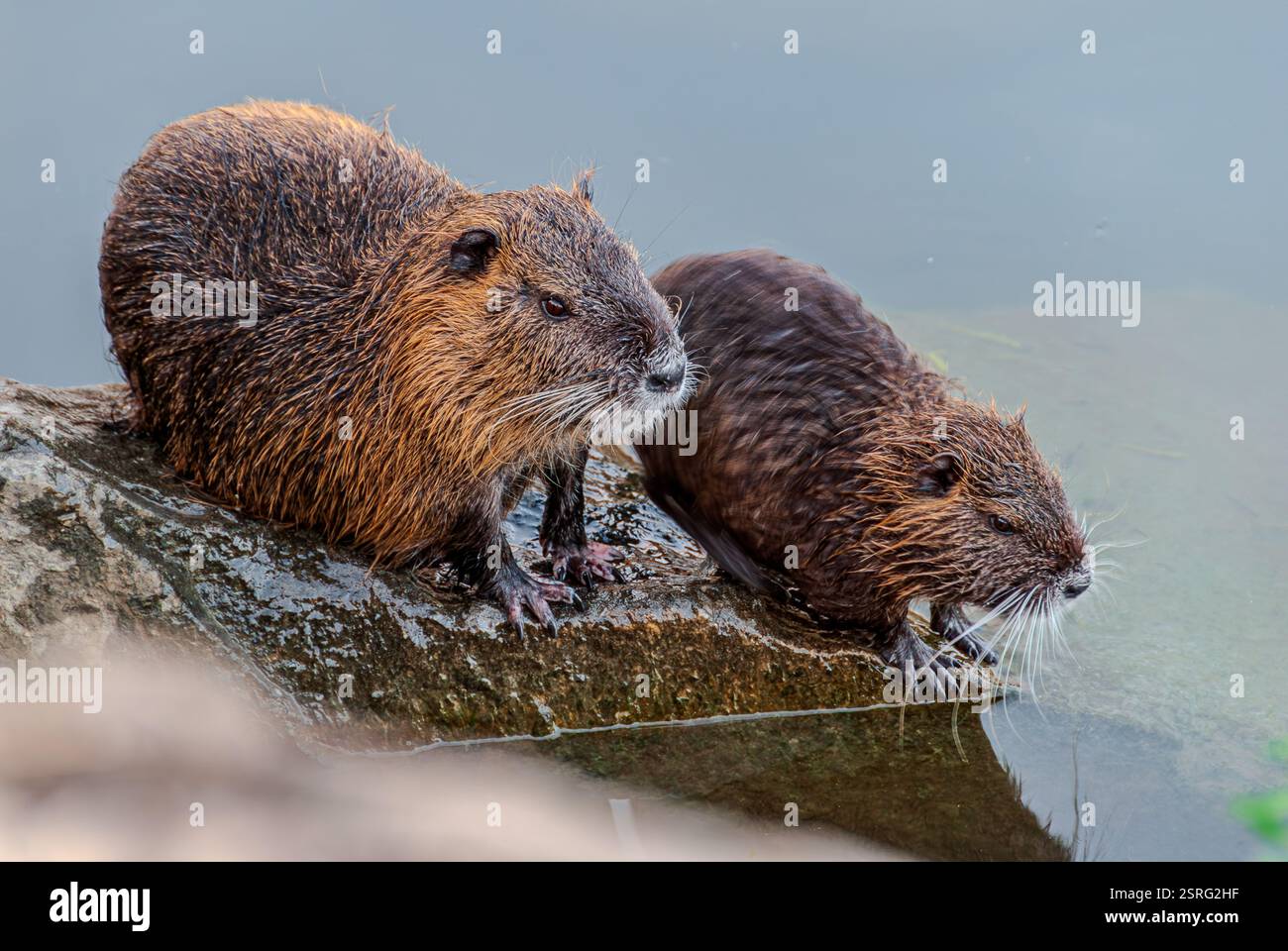 The nutria, also called swamp beaver or beaver, is a rodent mammal ...