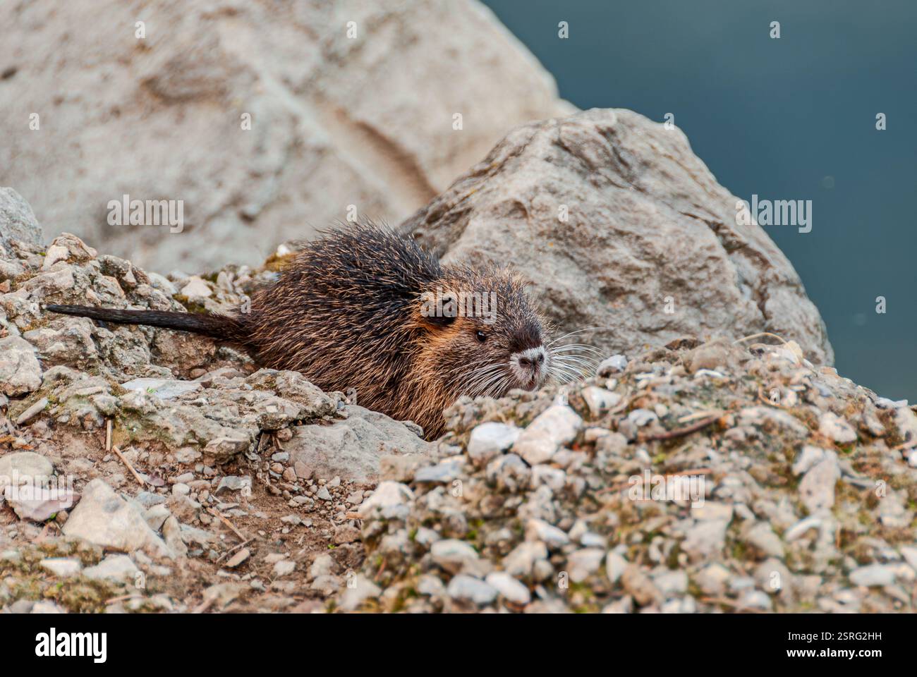 The nutria, also called swamp beaver or beaver, is a rodent mammal ...