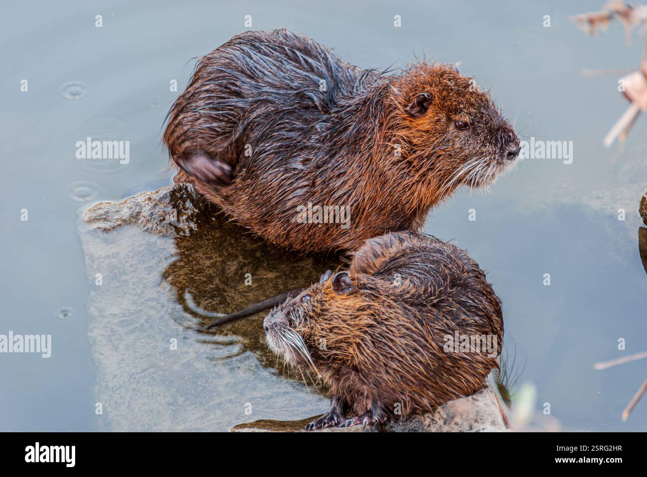 The nutria, also called swamp beaver or beaver, is a rodent mammal ...
