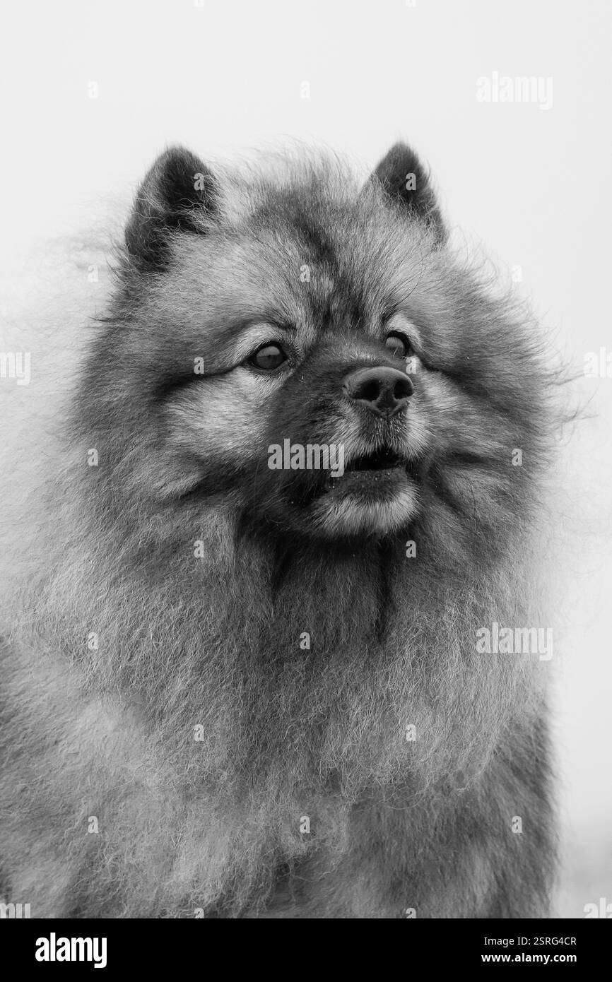 A keeshond is always ready to raise the alarm Stock Photo - Alamy