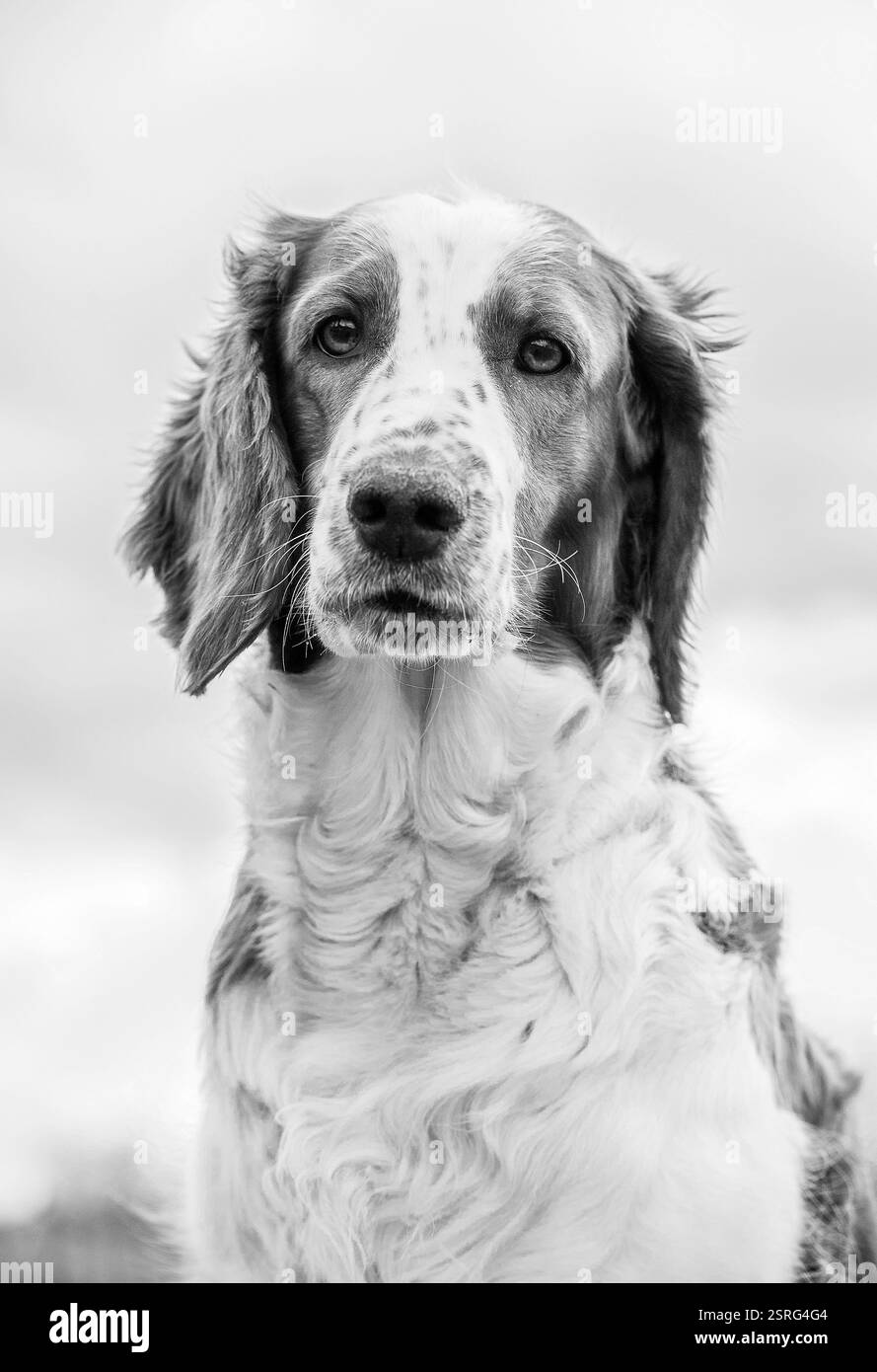 Welsh springer spaniel Black and White Stock Photos & Images - Alamy