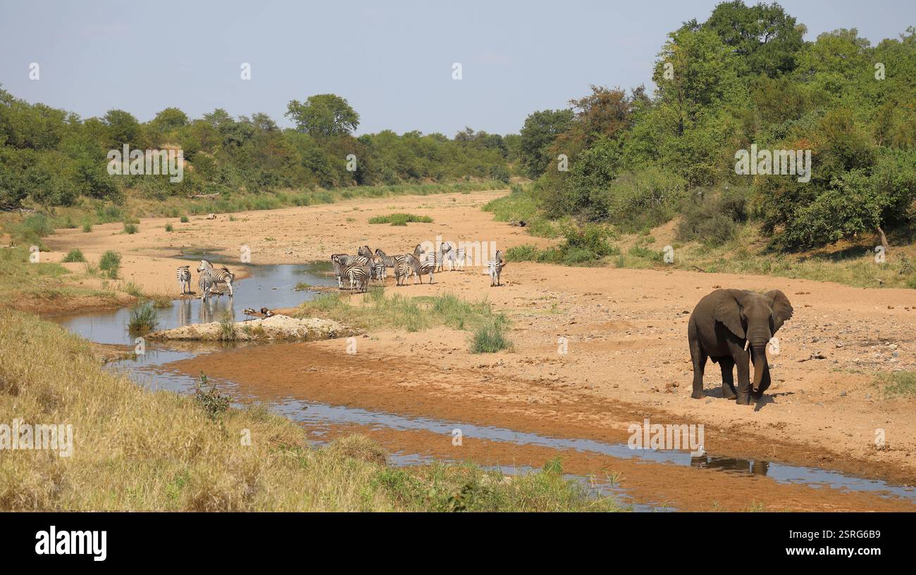 Afrikanischer Elefant und Steppenzebra im Tsendze River/ African ...