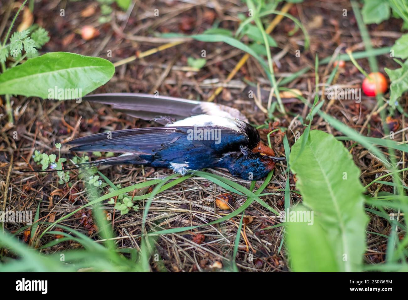 Dead swallow bird lies on the ground. Bird population and survival ...