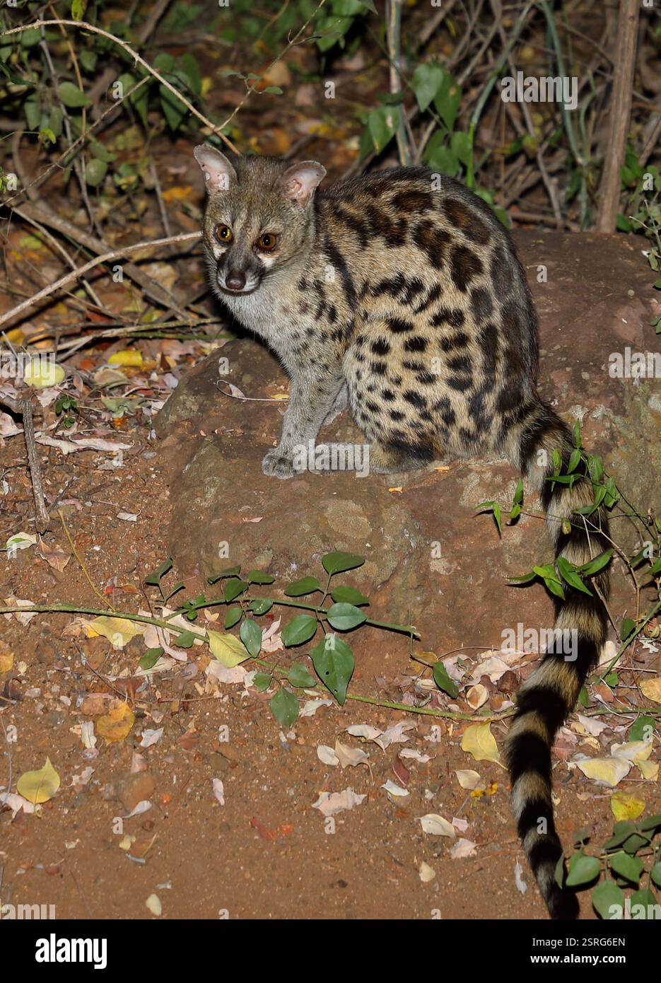 Südliche Großfleck-Ginsterkatze / South African large-spotted genet ...