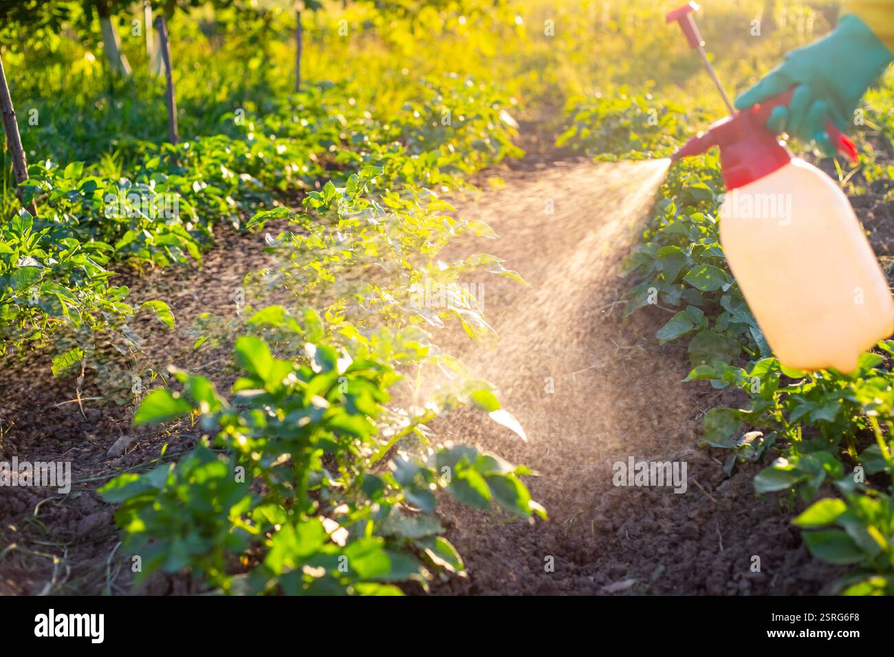 Gardener sprays potato plants hi-res stock photography and images - Alamy