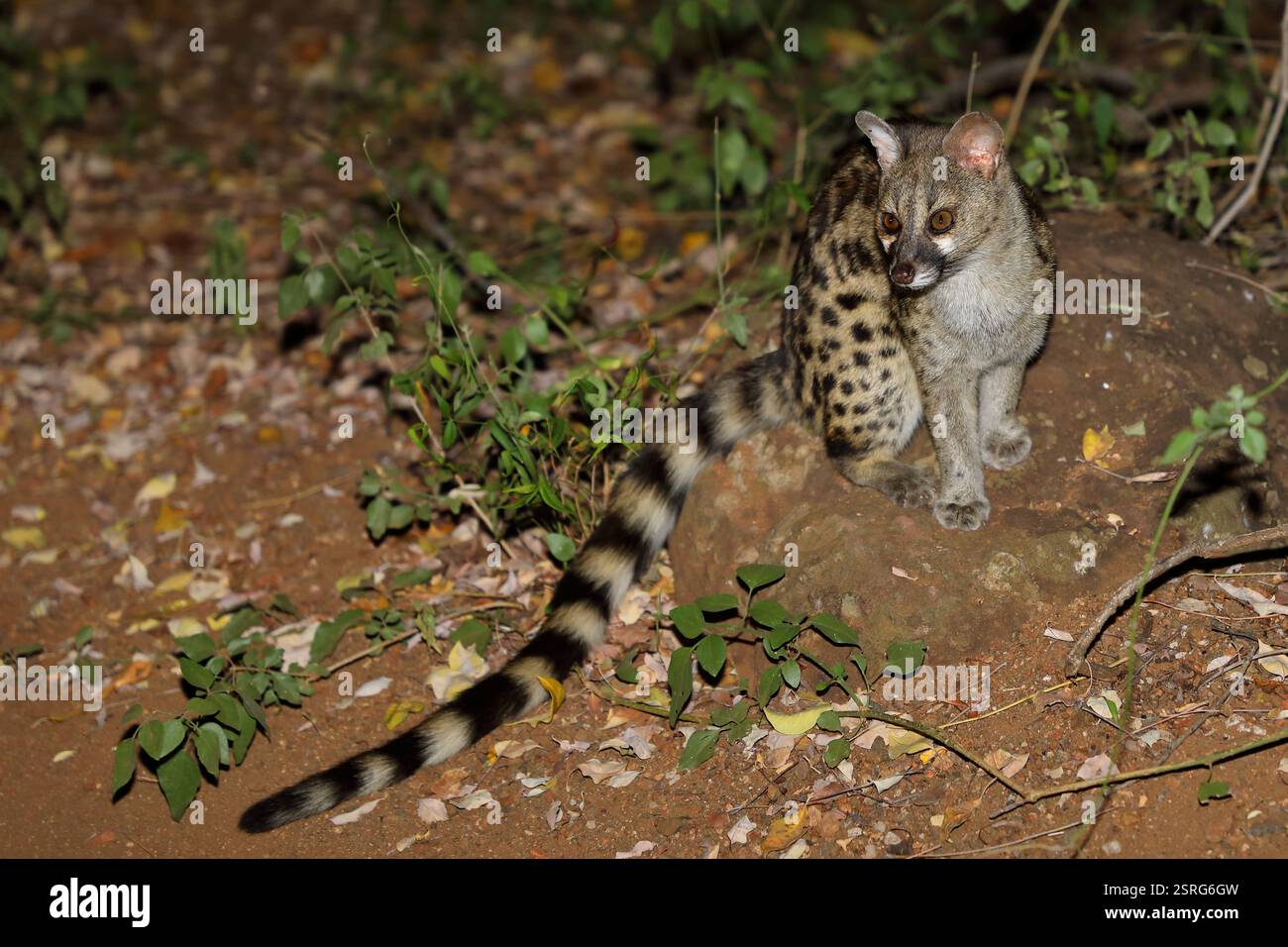 Südliche Großfleck-Ginsterkatze / South African large-spotted genet / Genetta tigrina Stock ...