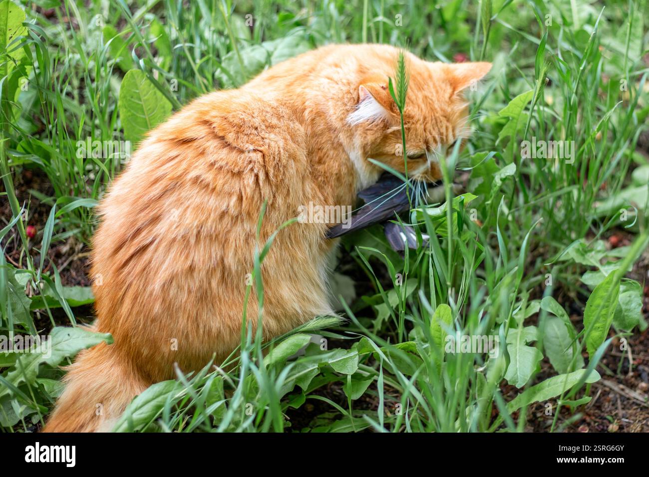 A ginger cat caught a bird and holds it in its teeth. Hunting pets in ...