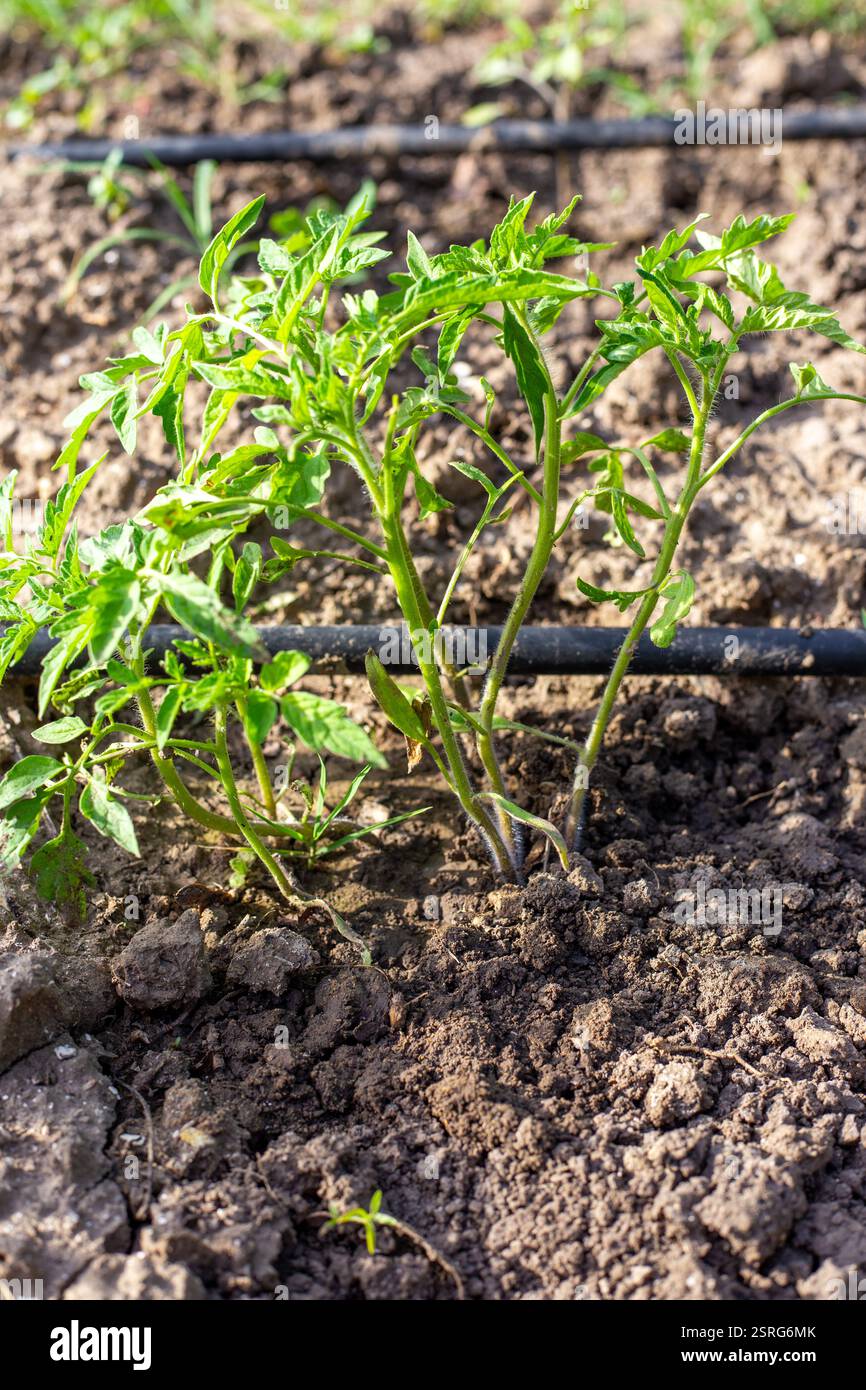 Young tomato seedlings grow on the ground with drip irrigation tubes in ...