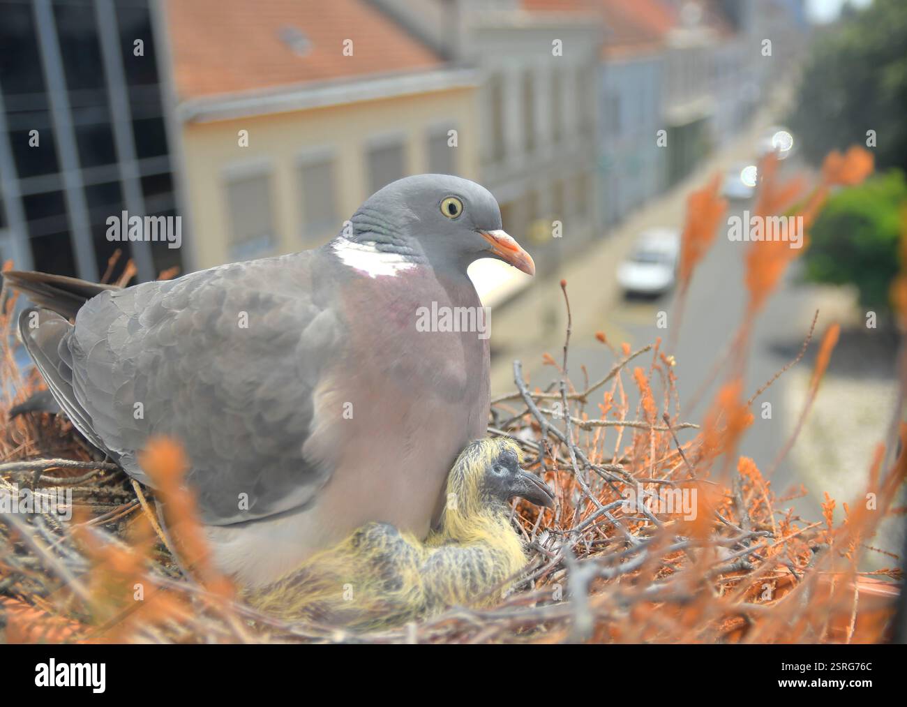The dove warms the pigeons. Doves and young squabs. A pair of pigeons ...