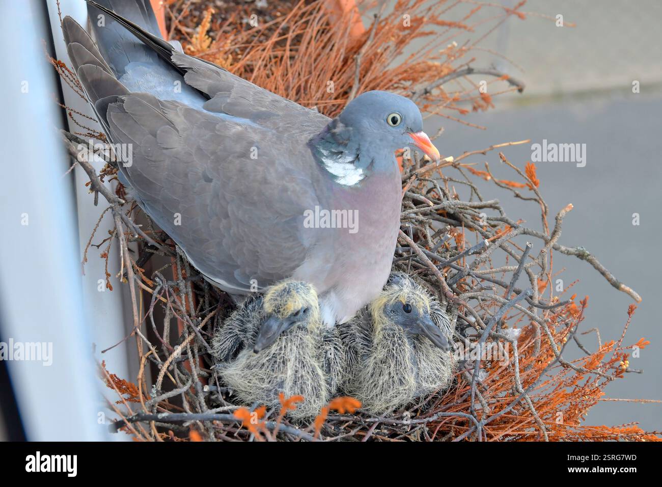 The dove warms the pigeons. Doves and young squabs. A pair of pigeons ...