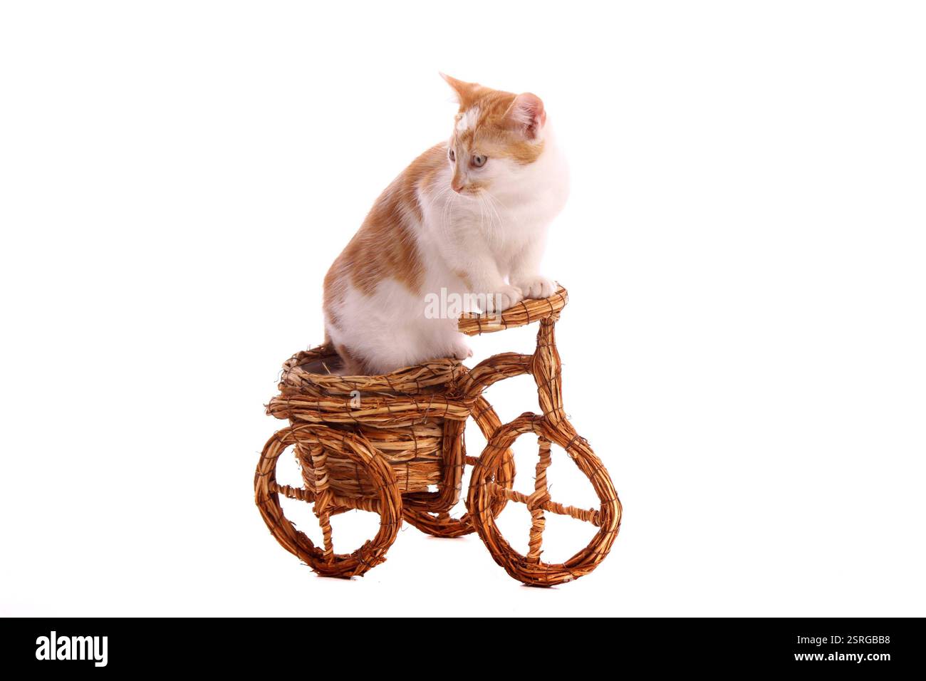 junge Katze sitzend im Fahrrad junge Katze sitzend im Fahrrad Copyright ...