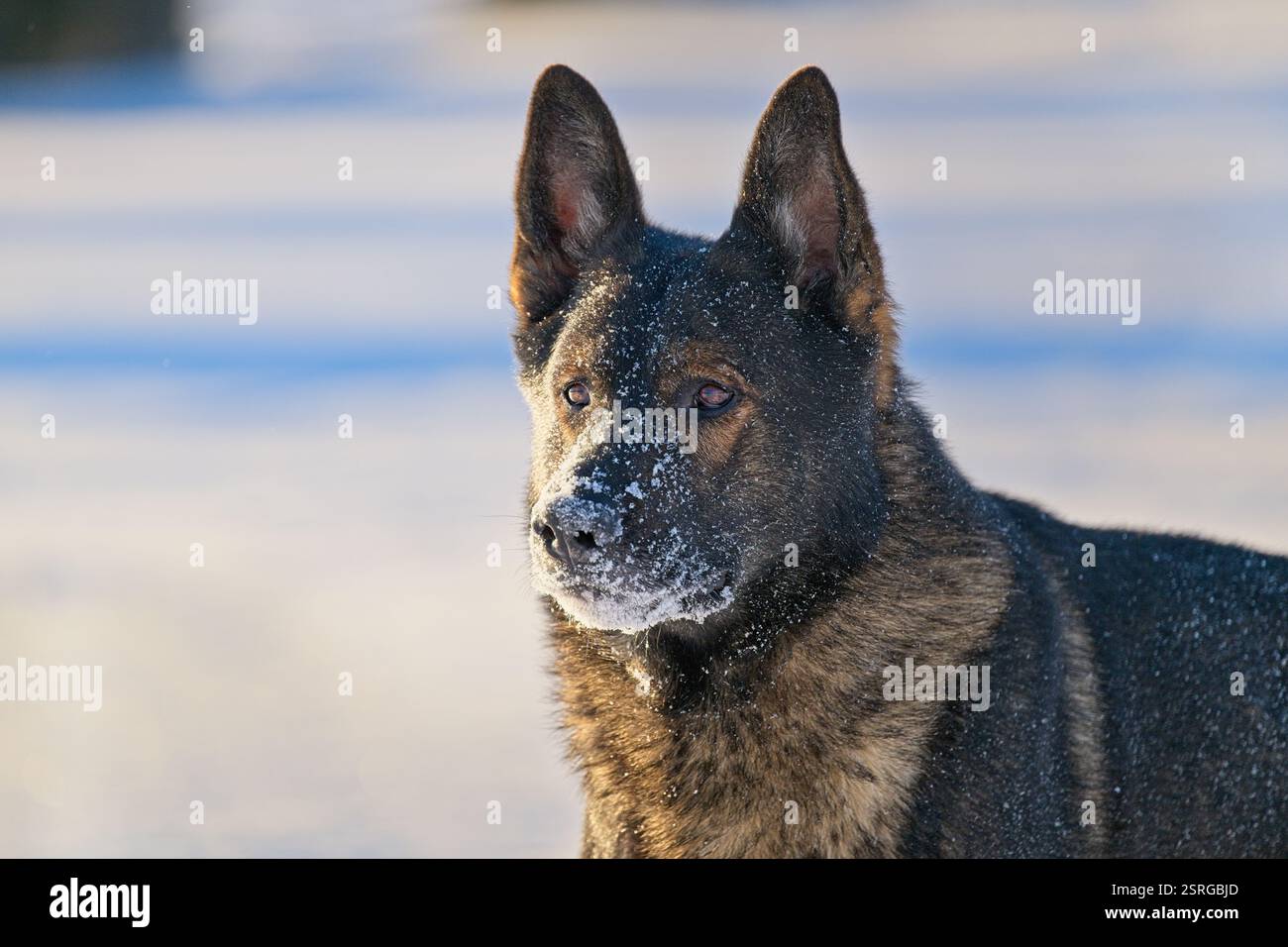 Beautiful DDR German Shepherd dogs play in a fairytale snowy landscape ...