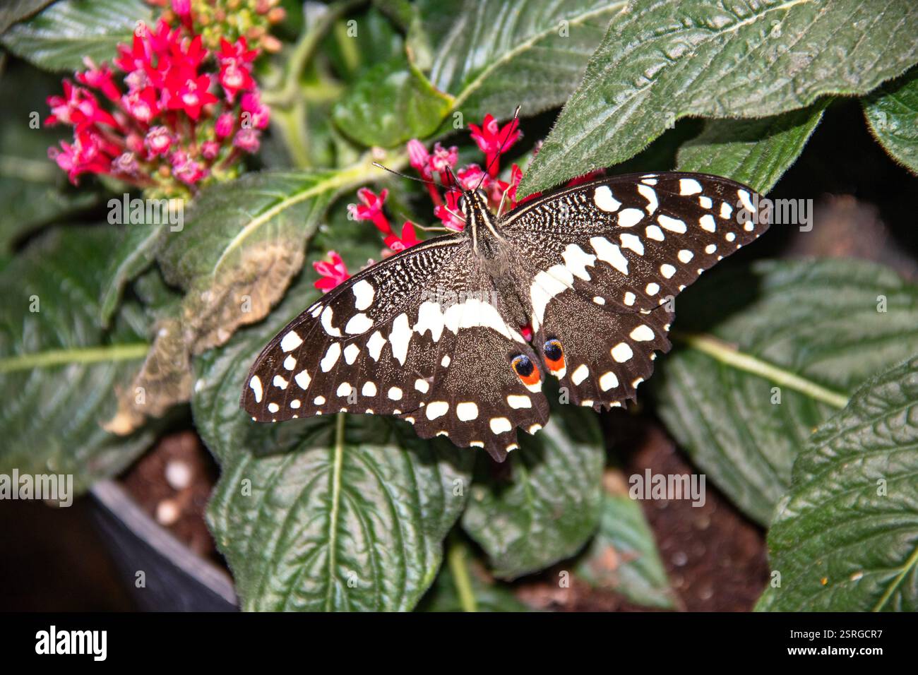 Zebra sailboat hi-res stock photography and images - Alamy