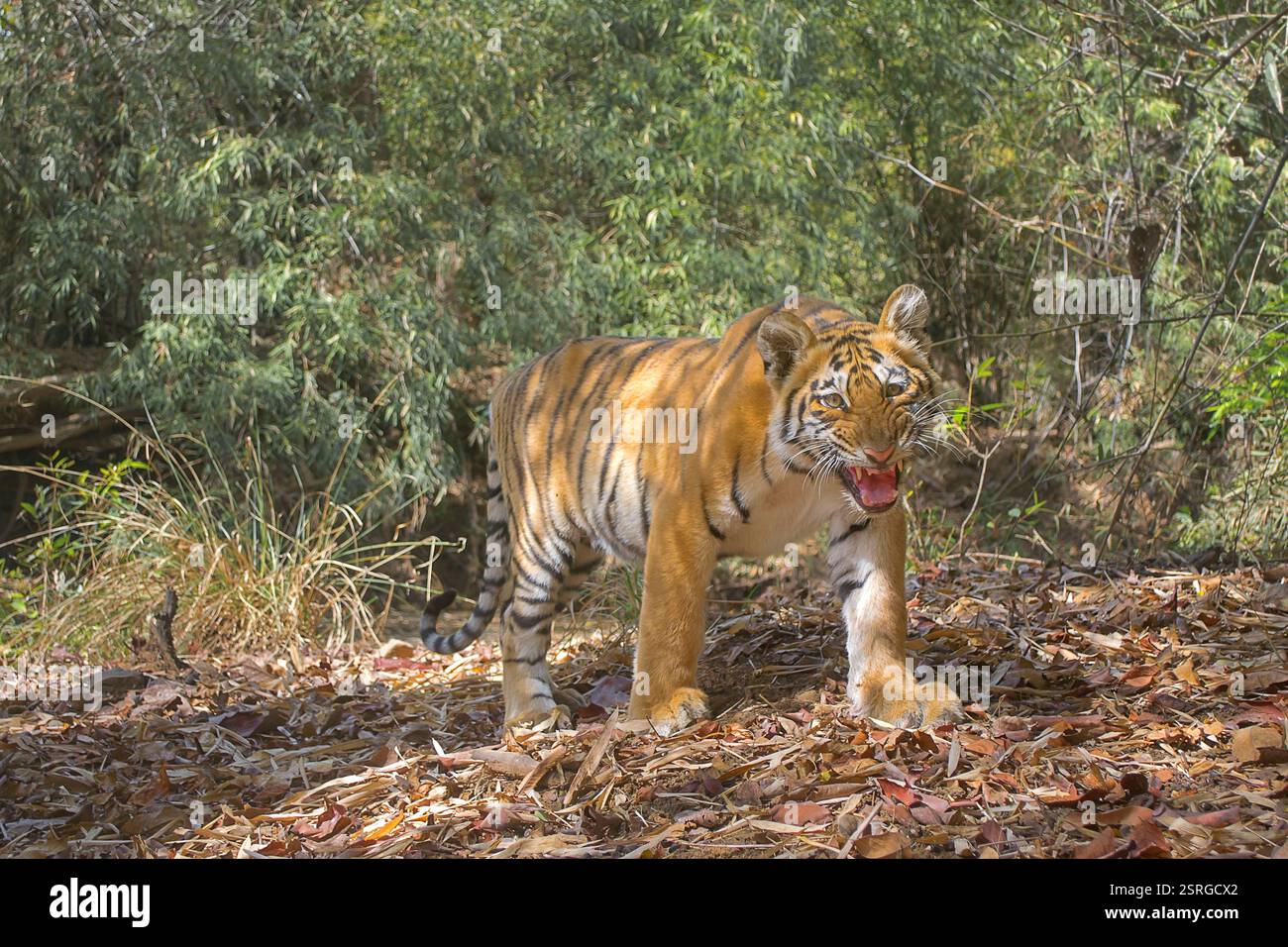 Tigers (Panthera tigris) from Tadoba Andhari Tiger Reserve, Maharashtra ...