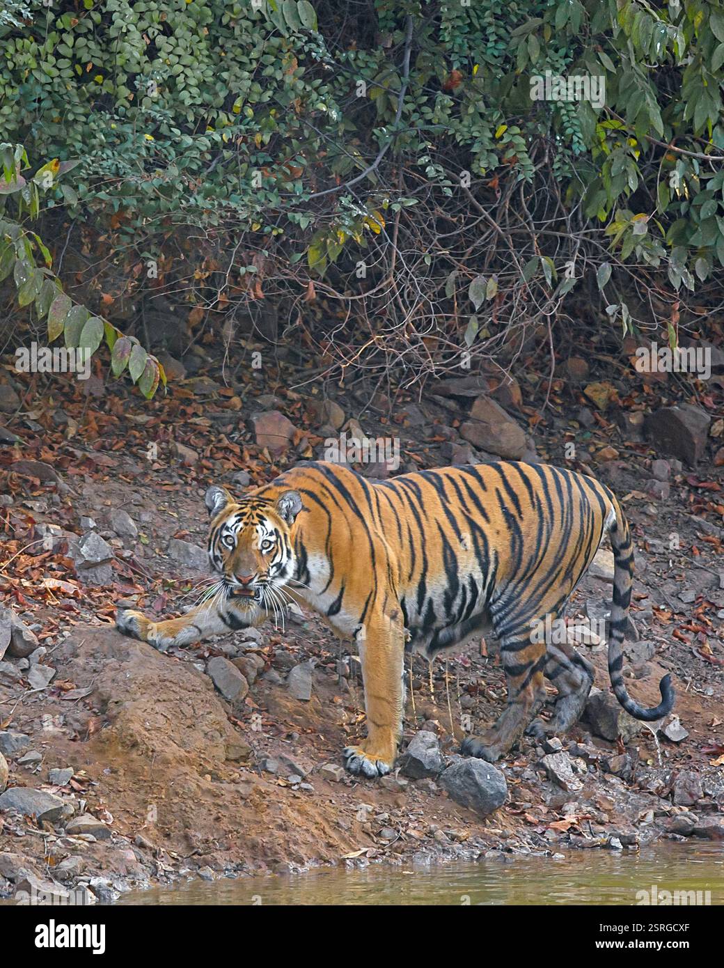 Tigers (Panthera tigris) from Tadoba Andhari Tiger Reserve, Maharashtra ...