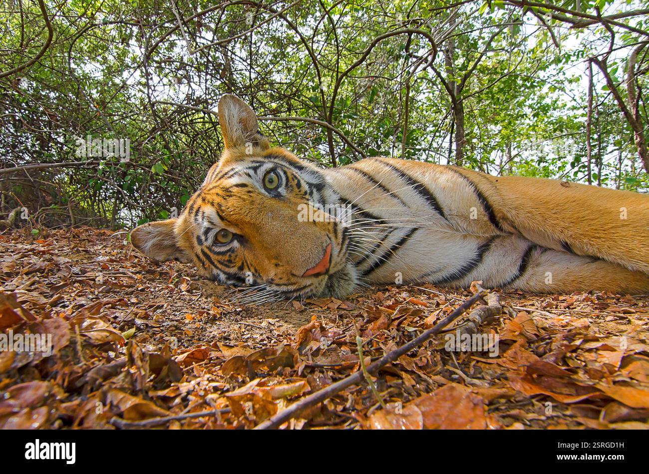 Tigers (Panthera tigris) from Tadoba Andhari Tiger Reserve, Maharashtra, India Stock Photo - Alamy