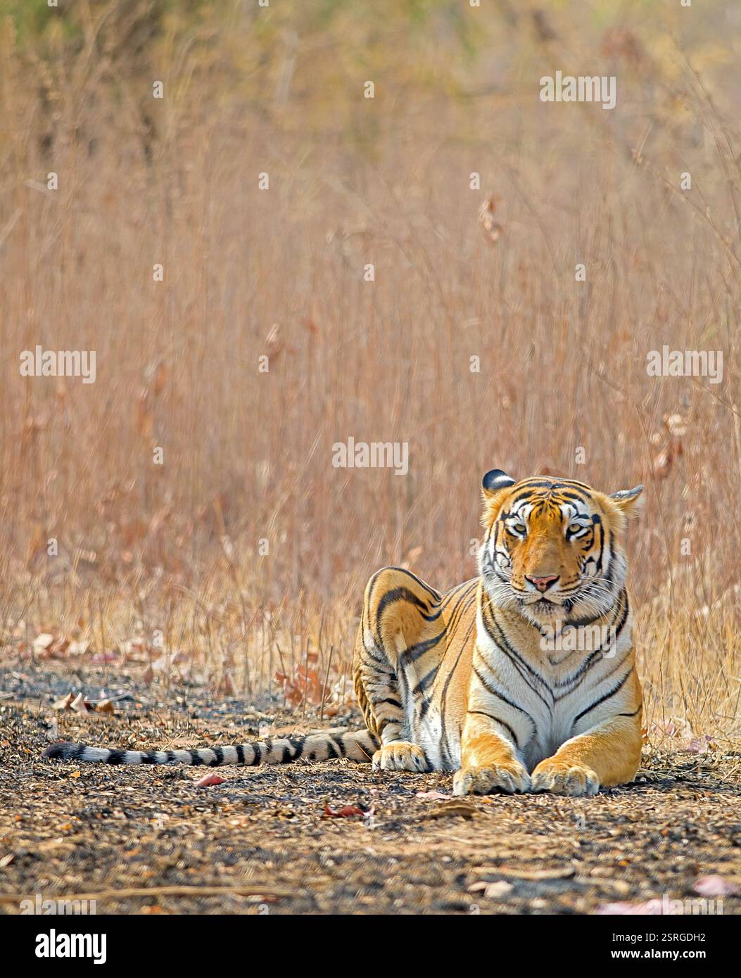 Tigers (Panthera tigris) from Tadoba Andhari Tiger Reserve, Maharashtra ...
