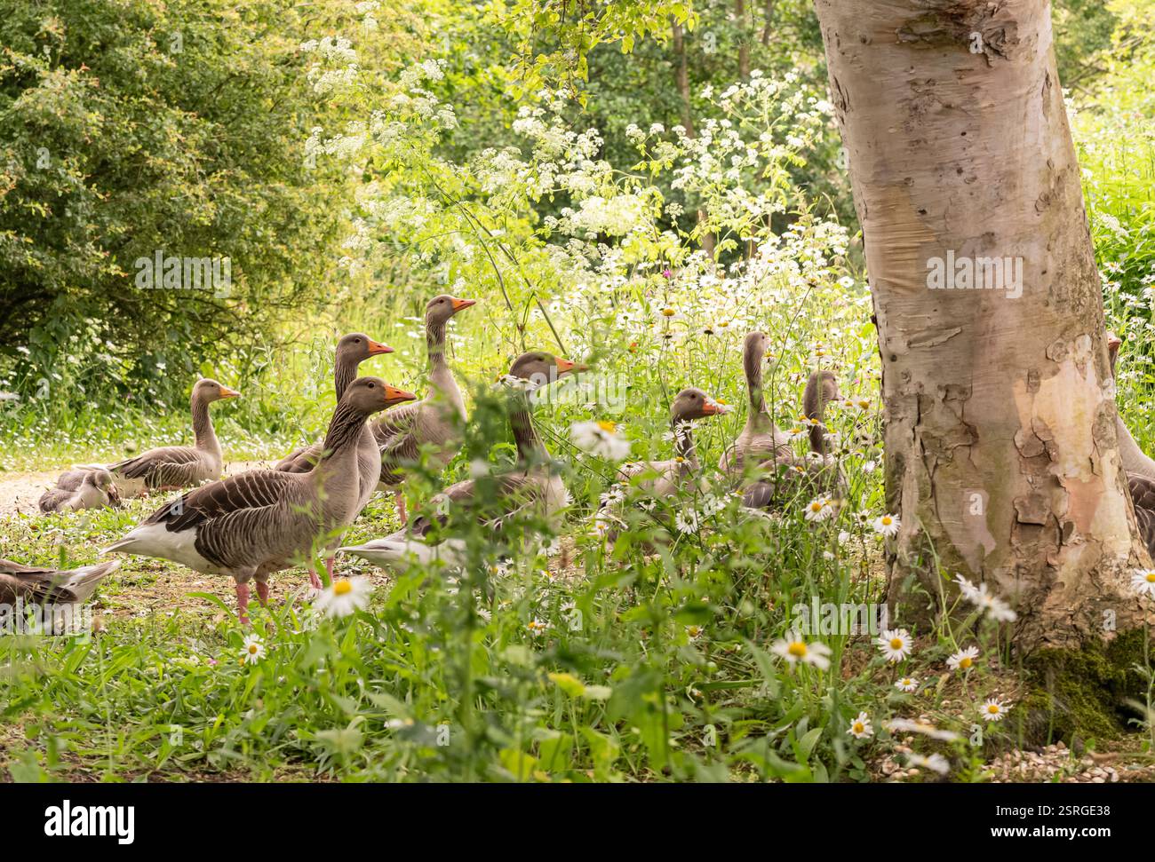Greylag Geese Anser Anser, family Anatidae, part of alarge group ...