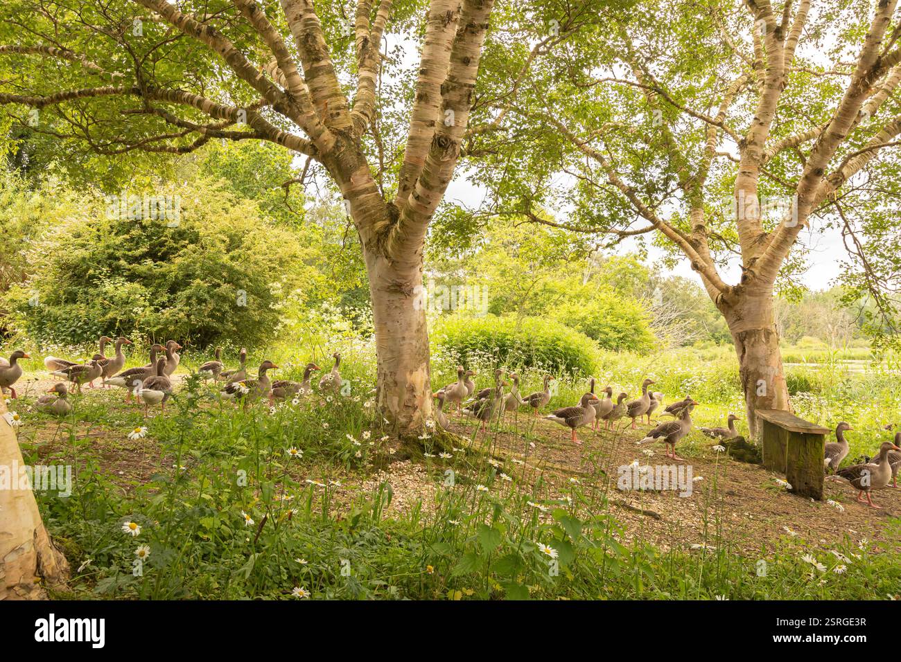 Greylag Geese Anser Anser, family Anatidae, large group walking ...