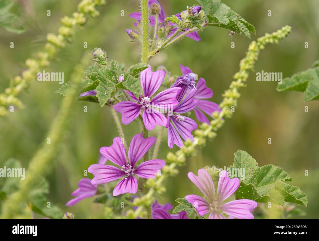 Common Mallow ‎Malva sylvestris, flowering at RSPB Frampton Marsh ...