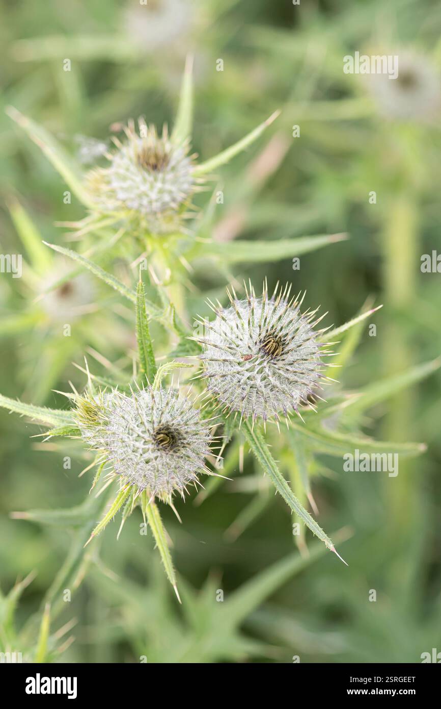 Cotton thistle heads Onopordum acanthium, Down thistle, showing three ...