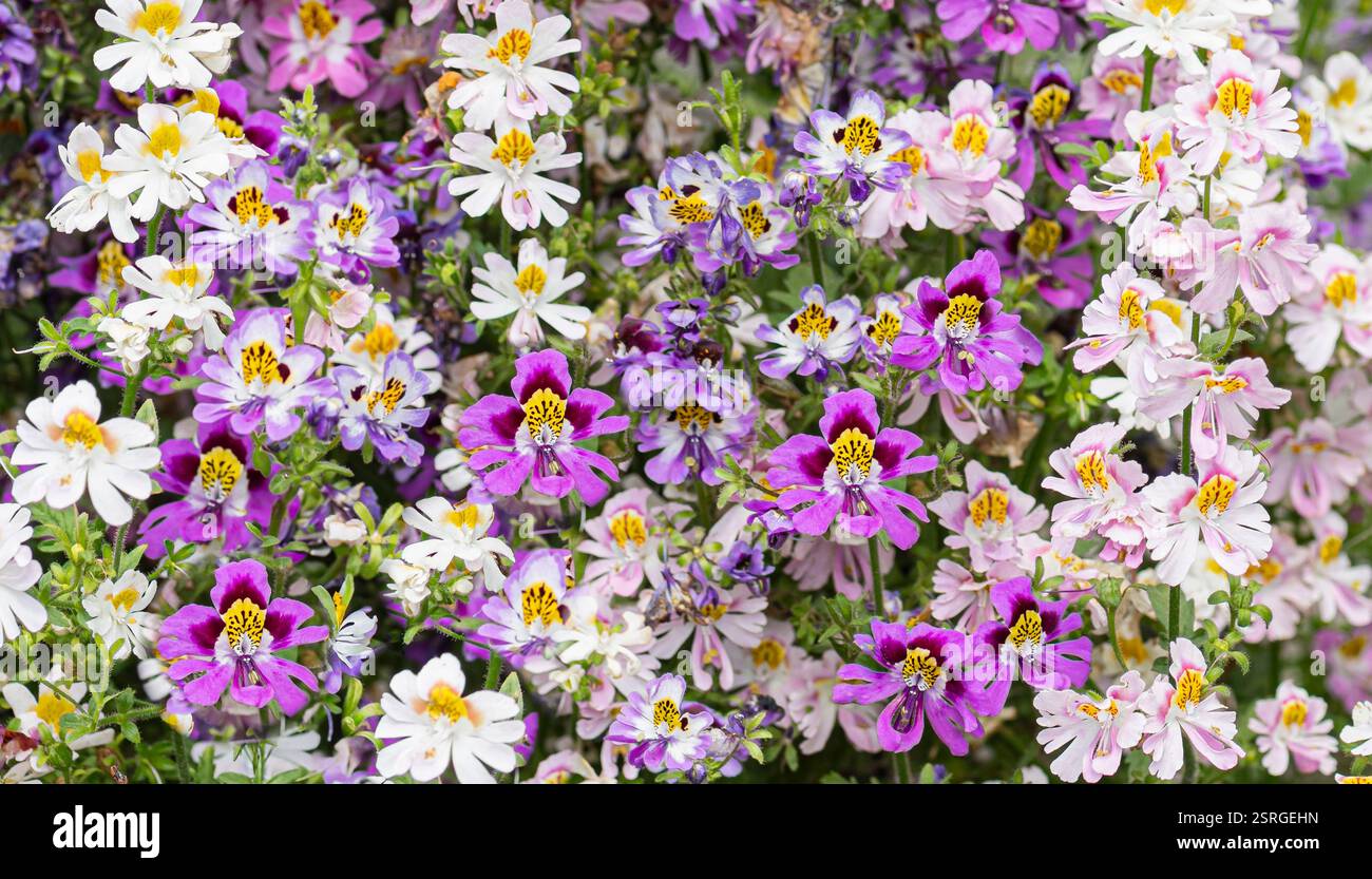 Poor mans orchid hi-res stock photography and images - Alamy