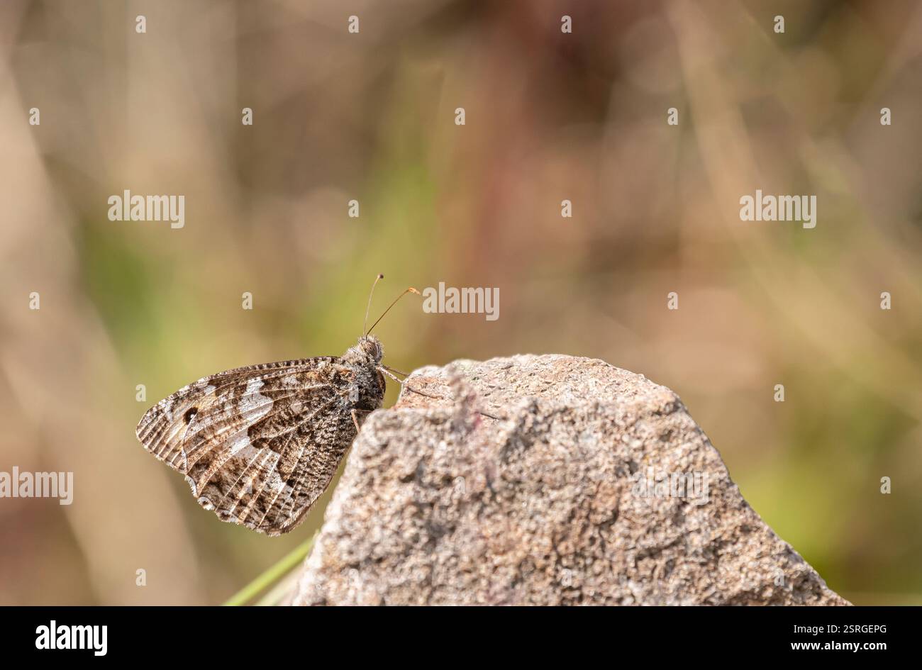 Greyling hipparchia semele hi-res stock photography and images - Alamy
