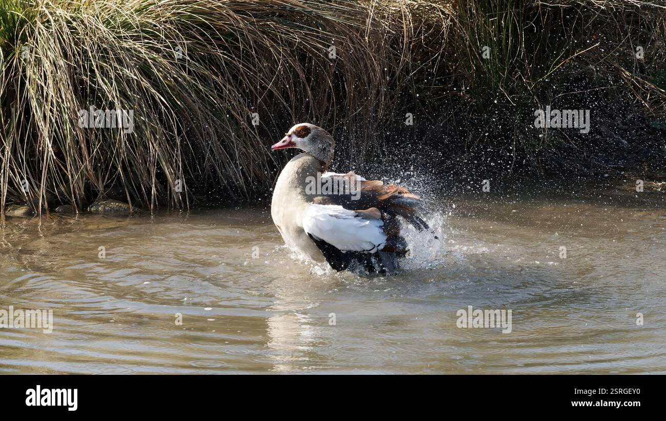 Duck Splashing in a Pond Amidst Natural Reeds and Wetlands Stock Photo ...