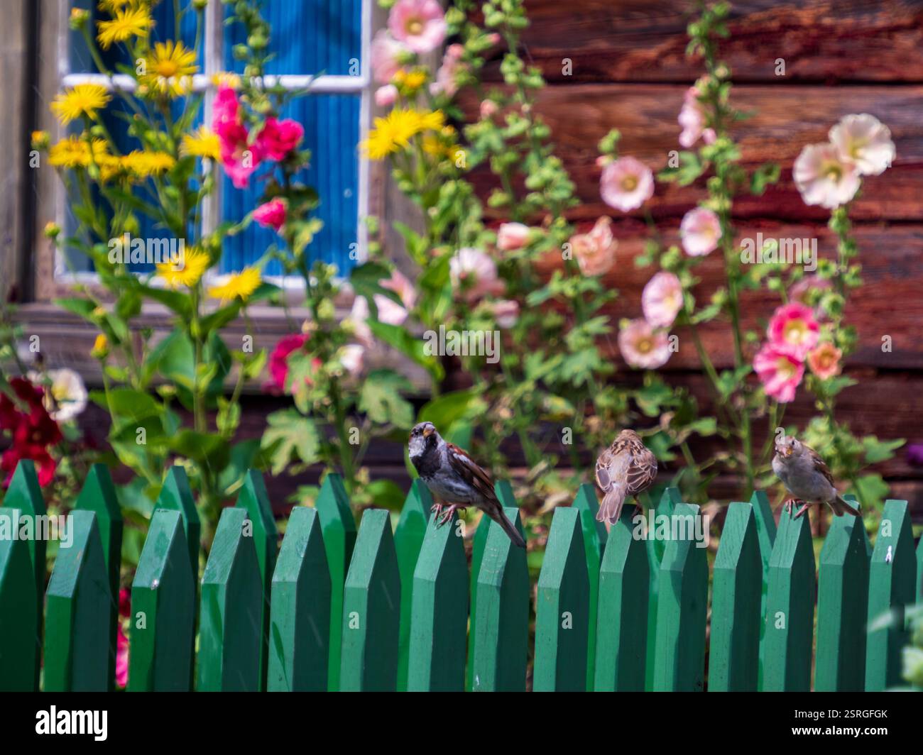 Three sparrows on the green fence in the front of old Swedish log house ...