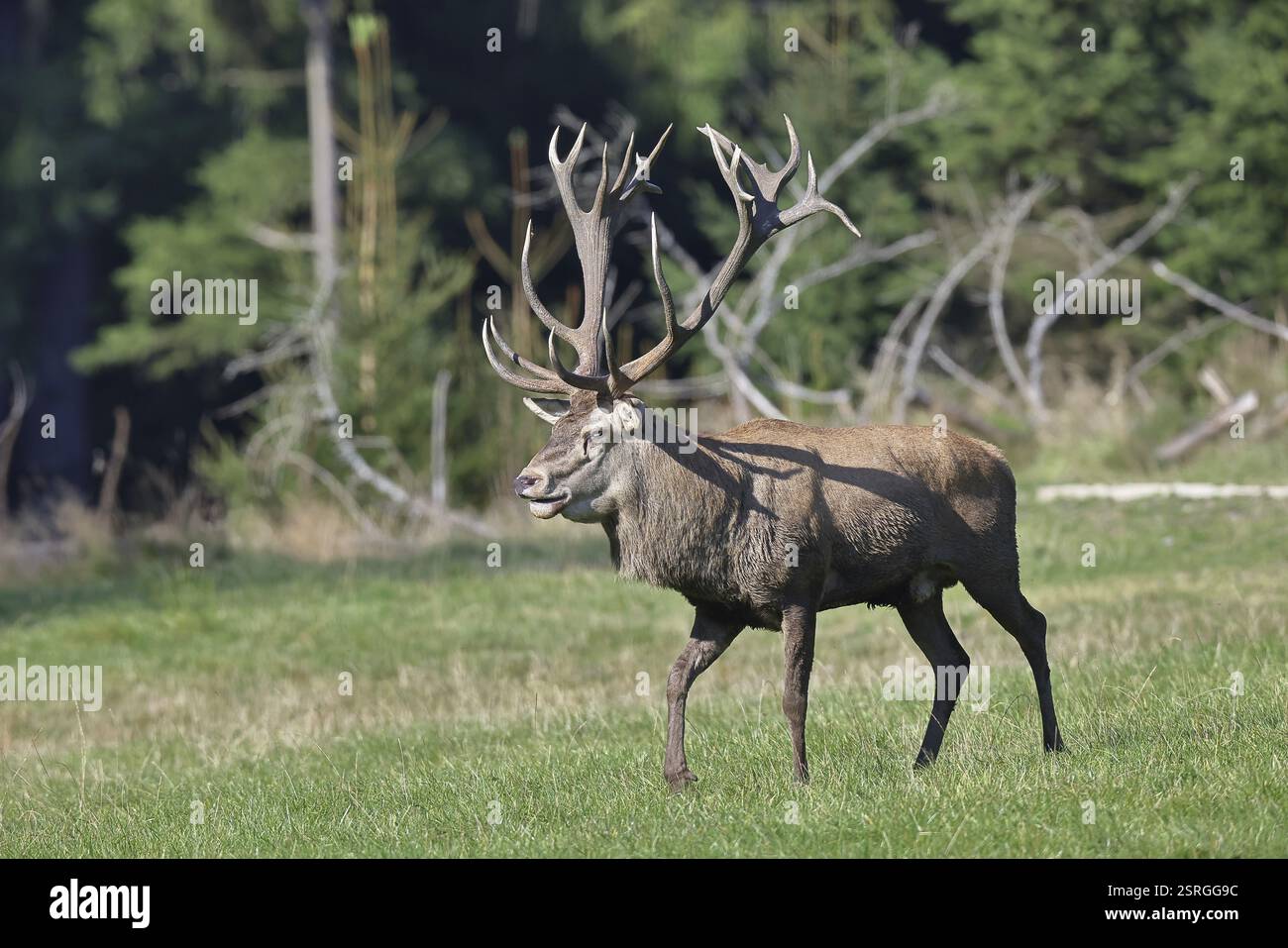Red deer (Cervus elaphus) in rutting season, capital stag twenty ...
