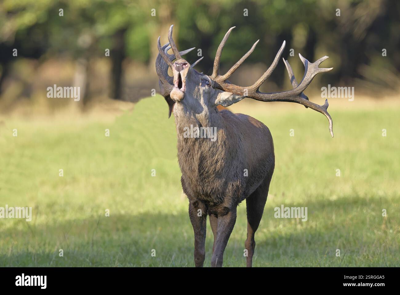 Red deer (Cervus elaphus) during the rutting season, a capital stag ...