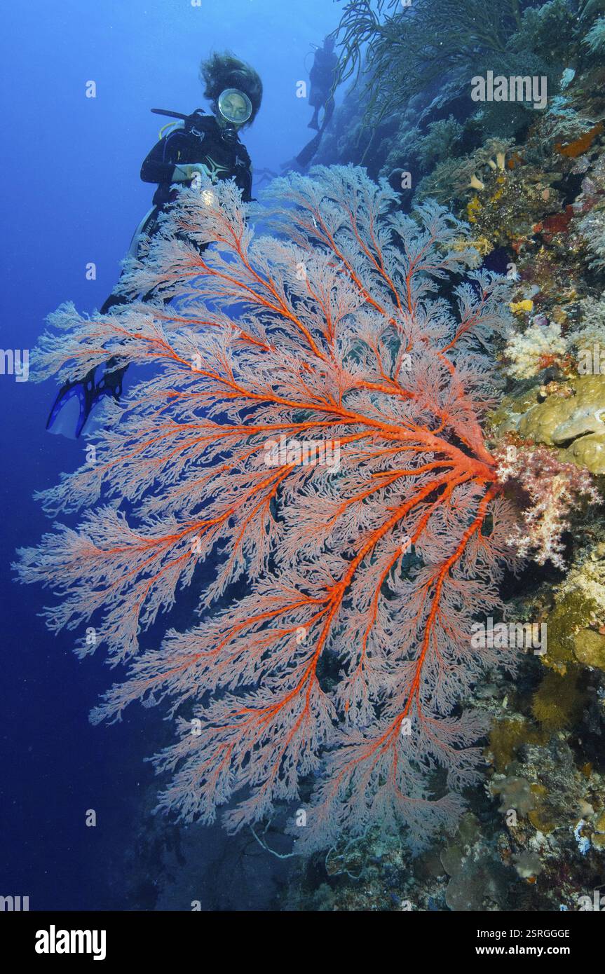 Diver looking at illuminated Red Sea Fan (Melithaea ochracea) Red Sea ...